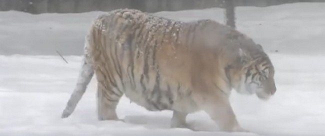 This Video Of Tigers Chasing A Drone Is Cute But There’s A Sad Reality ...