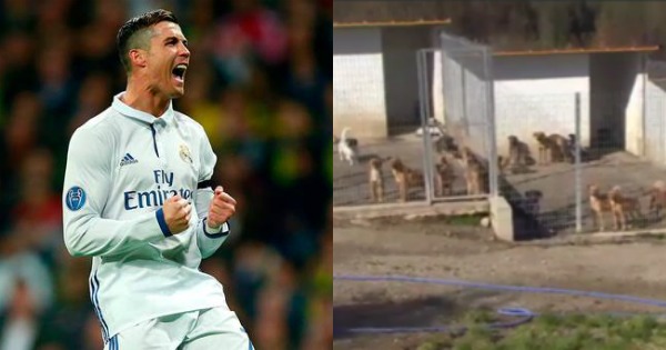 Cristiano Ronaldo Is A Hero Off The Field Too, Saves 80 Dogs And ...