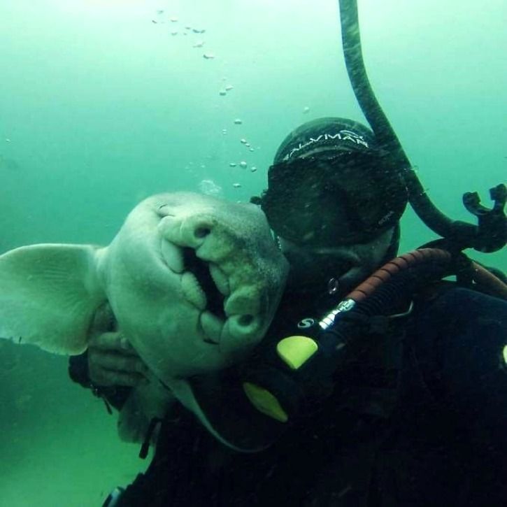 This Diver And This Shark Have Been Friends For 7 Years Now And Cuddle ...