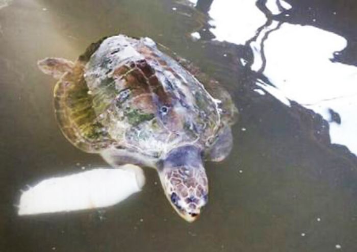 Indian Vet Gives Olive Ridley Turtle New Life With Plastic Prosthetic ...