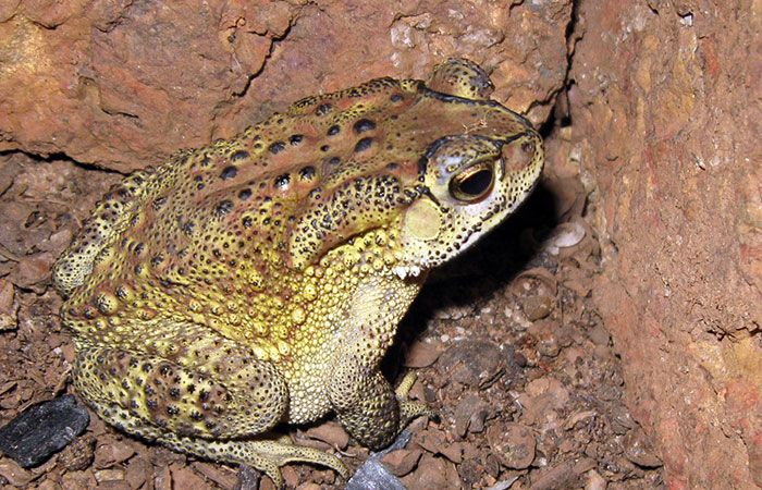 India Will Soon Get A National Frog, And You Can Vote For It Online!