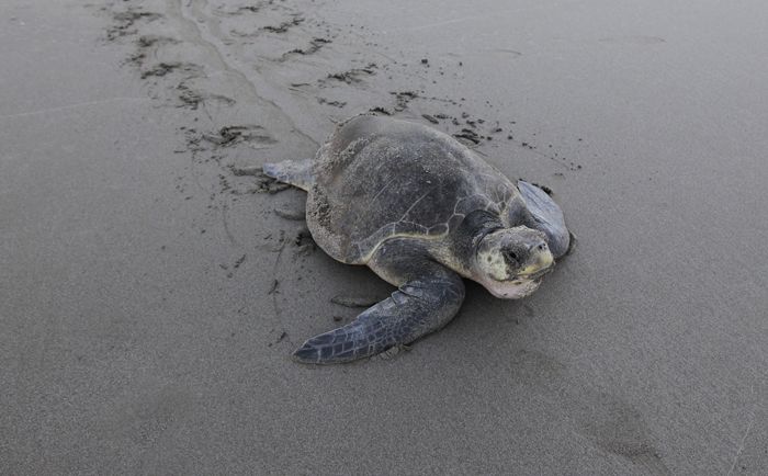 Indian Vet Gives Olive Ridley Turtle New Life With Plastic Prosthetic ...