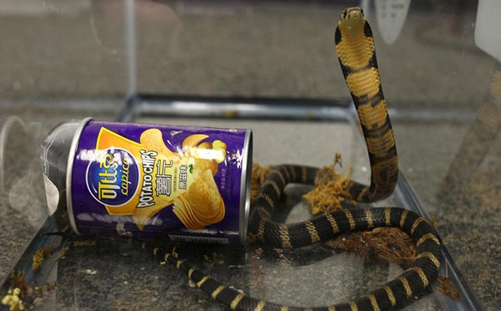 Man Tries To Smuggle In Highly Venomous Snakes Hidden In Potato Can ...