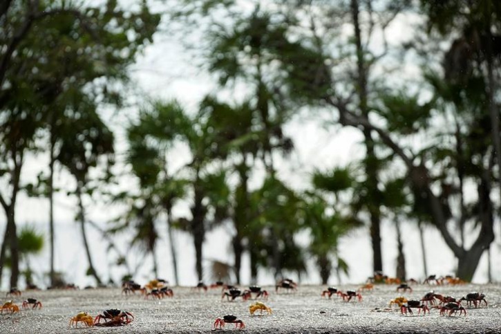Millions Of Crabs Take Over The National Park In Cuba's Bay Of Pigs And ...