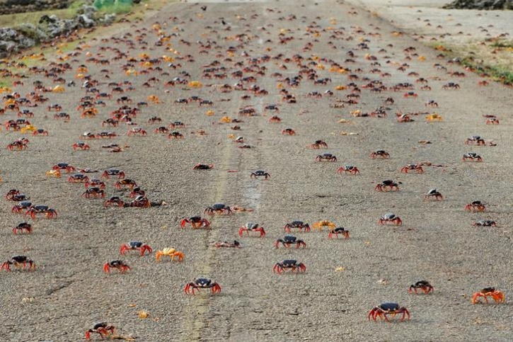 Millions Of Crabs Take Over The National Park In Cuba's Bay Of Pigs And ...