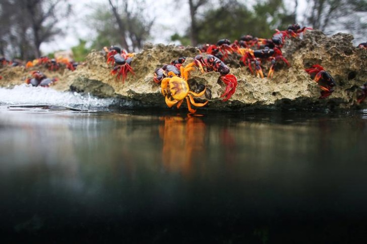 Millions Of Crabs Take Over The National Park In Cuba's Bay Of Pigs And ...