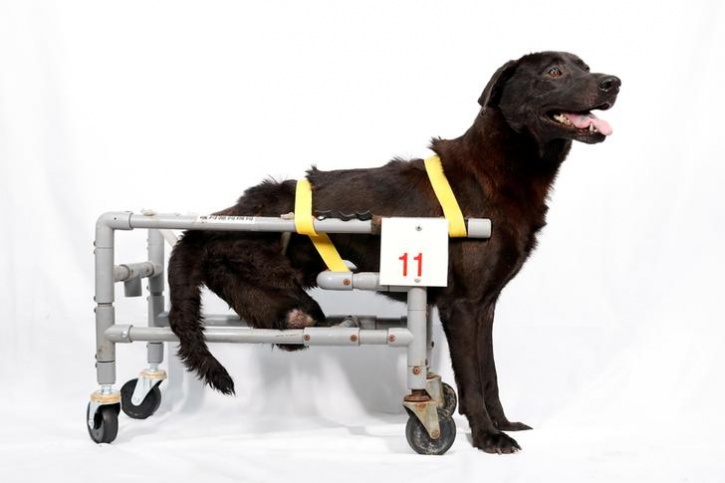 10 Pictures Show How Wheelchair Can Help Amputee Animals Move Again