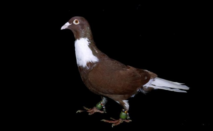 Here Are 27 Pictures Of High Priced Beautiful Pigeons From Turkish Auction