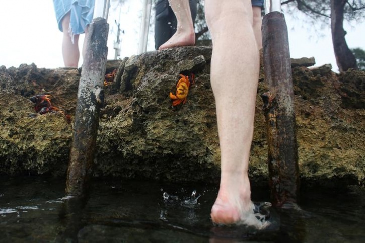 Millions Of Crabs Take Over The National Park In Cuba's Bay Of Pigs And ...