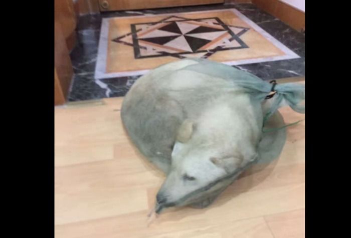 Dog Being Sold For Meat In China Gets Rescued By A Kind Man Who Decided ...