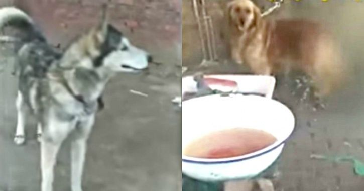 Barbaric Video Shows Chinese Slaughterhouse Demanding Rs 14K To Save ...