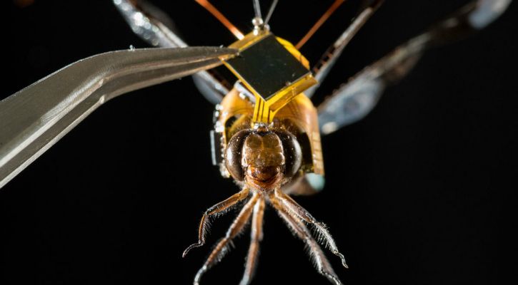 Researchers "Hack" A Dragonfly To Turn It Into A Miniature Remote ...