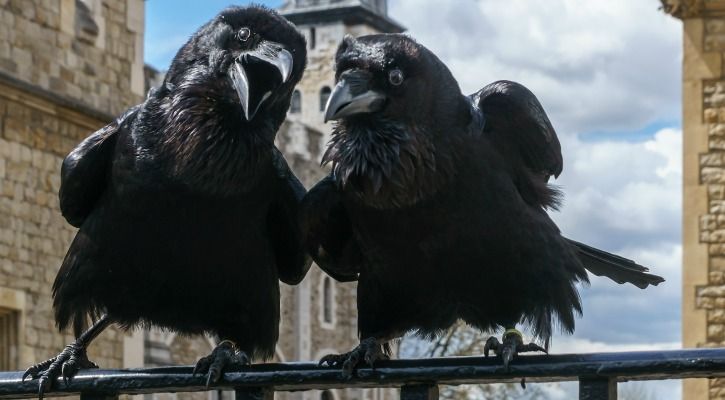 Don't Mess With Ravens, They Can Hold A Grudge Against You For As Long ...