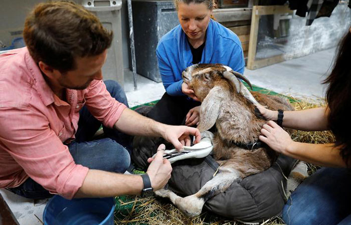 13 Pictures Of Animals With Amputation Who Got A Chance To Walk Once Again