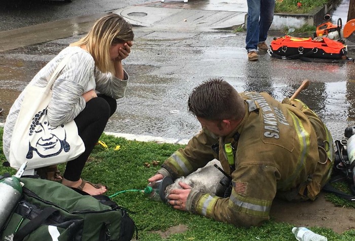 Firefighter Giving CPR To A Puppy Rescued From A Burning Apartment Will ...