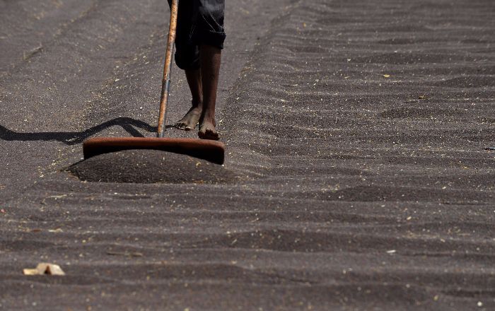 Mustard Is All Set To Become The First Genetically Modified Food In ...