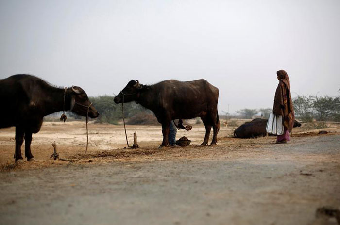 These Are India's Last Surviving Snake Charmers Of Jogi Dera In Uttar ...