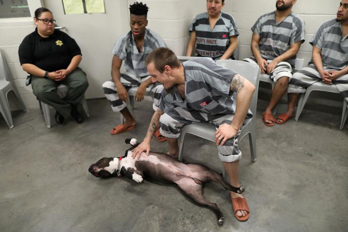 In This Prison, Inmates Help Out Rescued Animals And In Turn Themselves