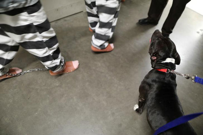 In This Prison, Inmates Help Out Rescued Animals And In Turn Themselves
