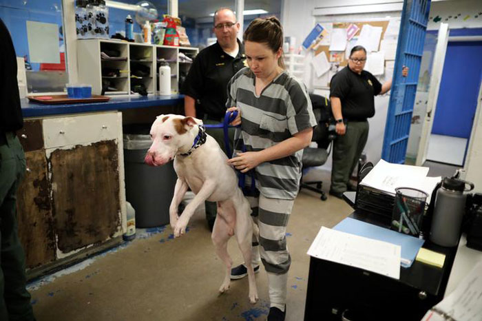 In This Prison, Inmates Help Out Rescued Animals And In Turn Themselves