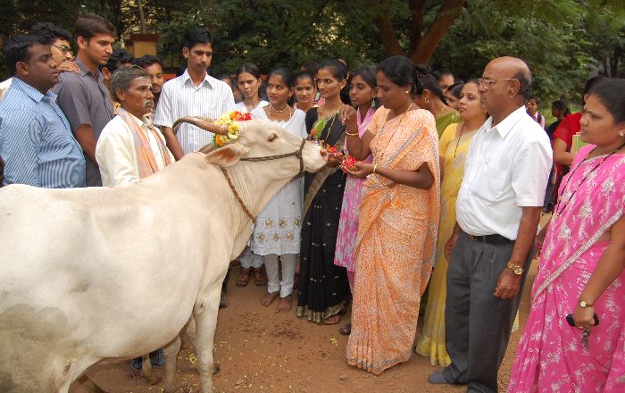 Government Bans Cow Slaughter Across India, Restricts Sale Of Cattle ...