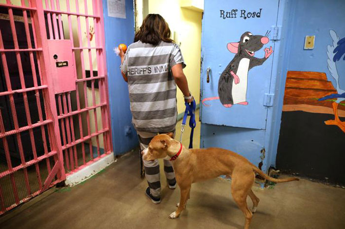 In This Prison, Inmates Help Out Rescued Animals And In Turn Themselves