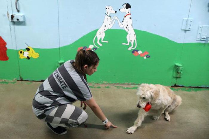 In This Prison, Inmates Help Out Rescued Animals And In Turn Themselves