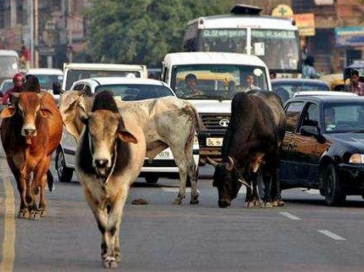 11 Incidents Which Show That Cow Protection Groups Are Holding India At ...