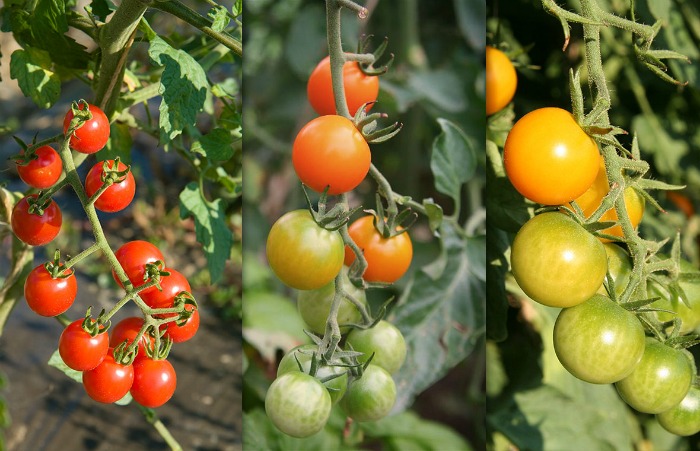 7 Innovative Solutions That'll Help Us Combat Climate Change & Give Us ...