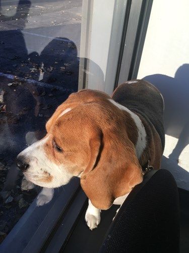 This Dog's Ear Cyst That Looks A Lot Like Donald Trump Is Really ...