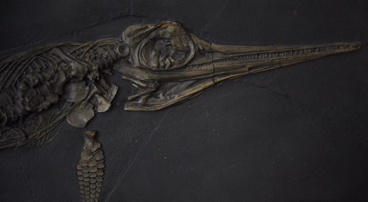 Indian Scientists Find A Rare, 157 Million Year Old Dinosaur Fossil In ...