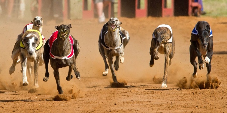 This Is Another Level Of Doping - Greyhound Tests Positive For Cocaine ...