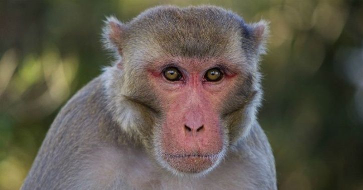 Monkey Snatches 16-Day-Old Baby In Odisha, Police Launch Massive Rescue ...