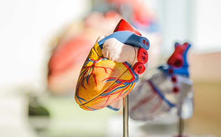Science Fiction Becomes Reality As The First Adult-Like Human Heart ...