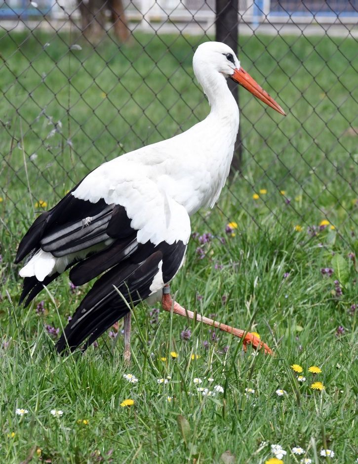 True Love - Male Stork Has Been Flying From Africa To Croatia For 16 ...