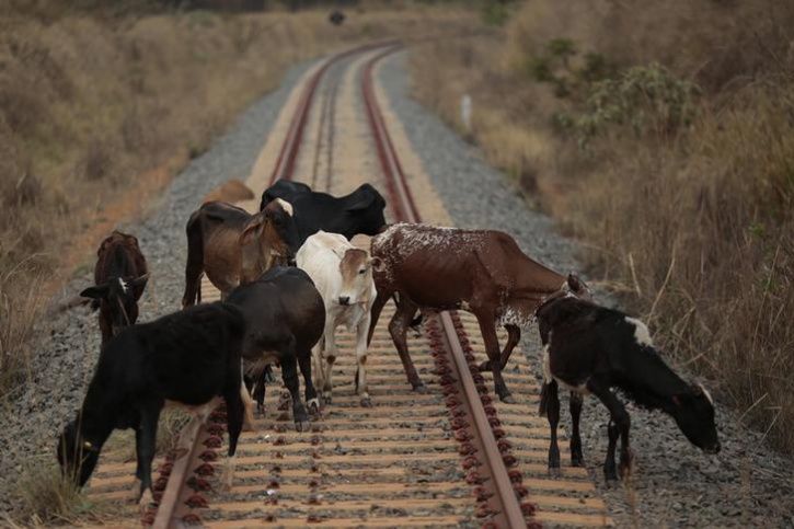 Speeding Train Runs Over 20 Cows In Delhi, Movement Affected