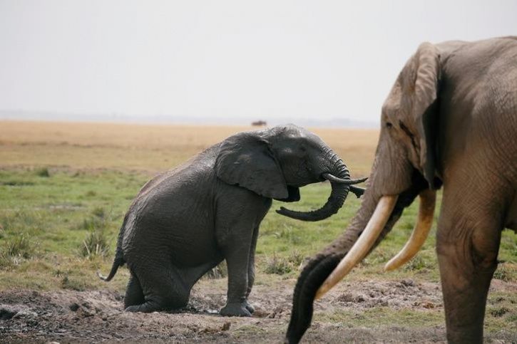 The Gene That Protects Elephants From Cancer May Help Treat Humans In ...