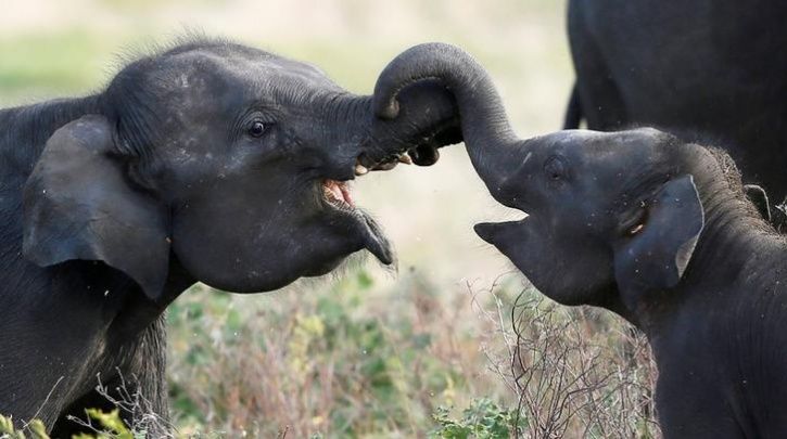 The Gene That Protects Elephants From Cancer May Help Treat Humans In ...