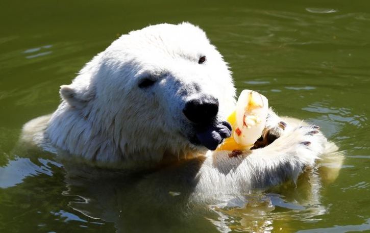 14 Pictures From Zoos Around The World Showing How Animals Beat The ...