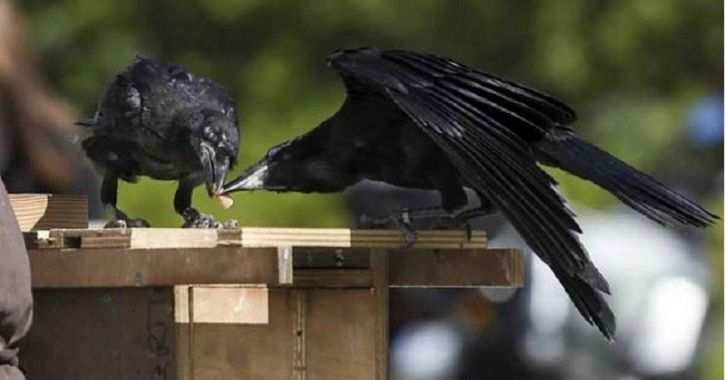 Garbage-Picking Crows Are Becoming The Main Attraction Of This French ...
