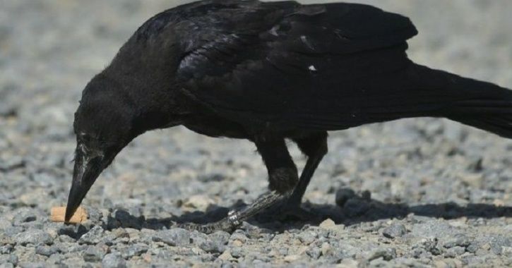 Garbage-Picking Crows Are Becoming The Main Attraction Of This French ...