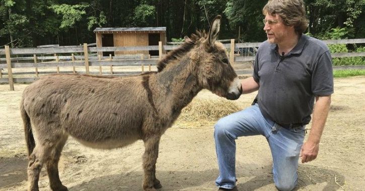 Americans Are Now De-Stressing With The Help Of Donkeys!