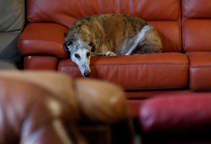 12 Pictures Of Old Age Animals Living Their Last Days In A House In Belgium