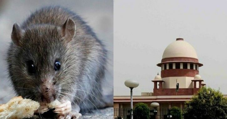 'Rats Have Eaten The Seized Drugs,' Empty-Handed Cops Tell Court During ...