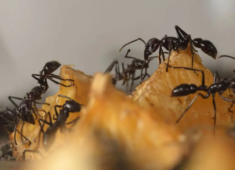 Doctor Taking Out An Ant Crawling In A Vietnamese Man’s Ear Will Give ...
