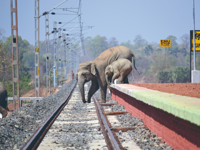 Photographer Who Shot Picture Of Elephants Fleeing Flaming Tar Balls ...