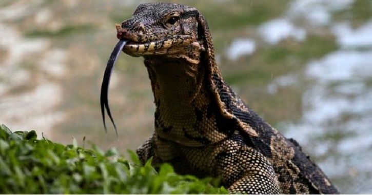 Iran Military Claims That West Sent Lizards To Spy On Its Nuclear Programme