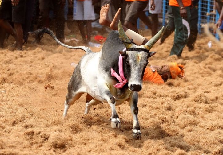 In A Tragic Incident, A Bull Died Of Cardiac Arrest During Jallikattu ...