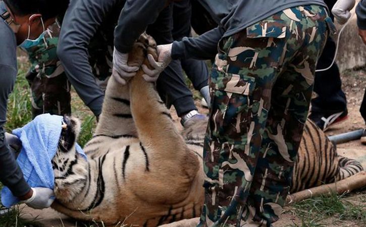 In A First, Tiger In Maharashtra To Get A Prosthetic Limb