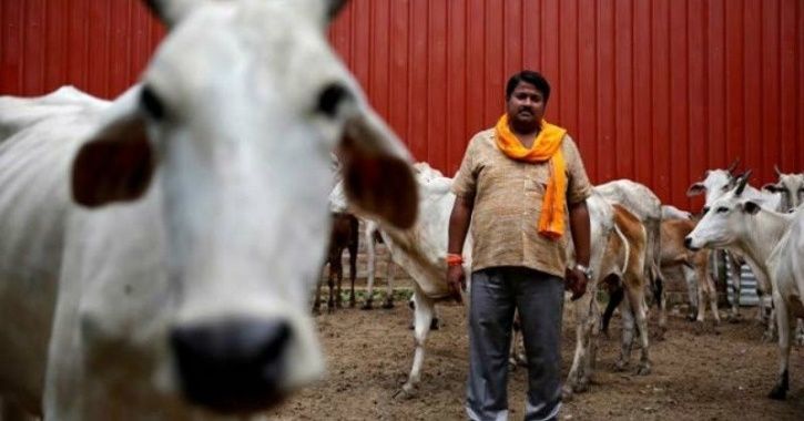 Haryana Prisons To Introduce 'Magical Cow Therapy', To Treat Dreaded ...